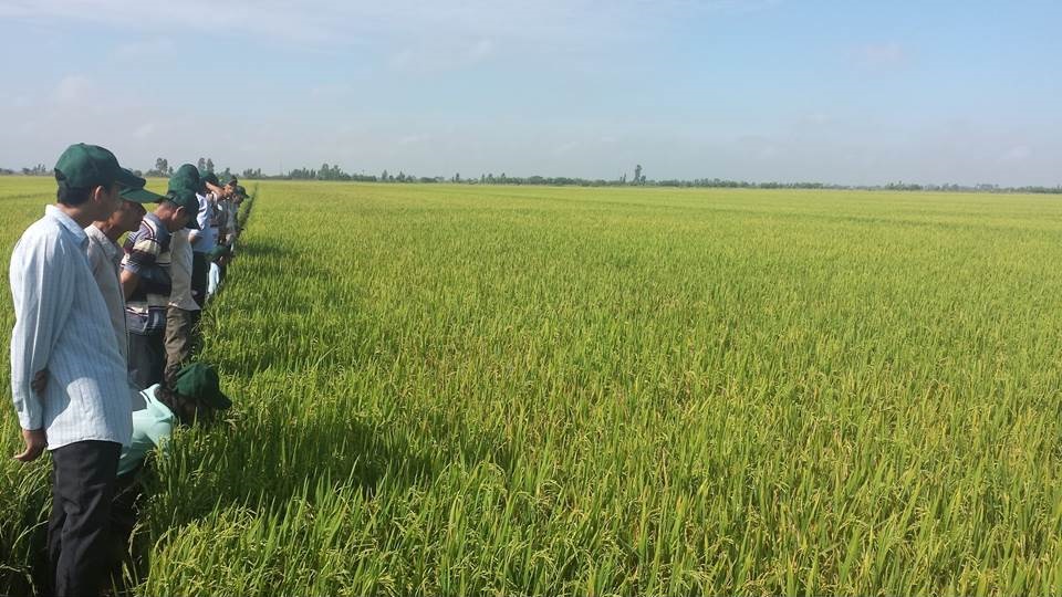 IRRI News: Vietnamese rice farmers optimize rice productivity whilst ...