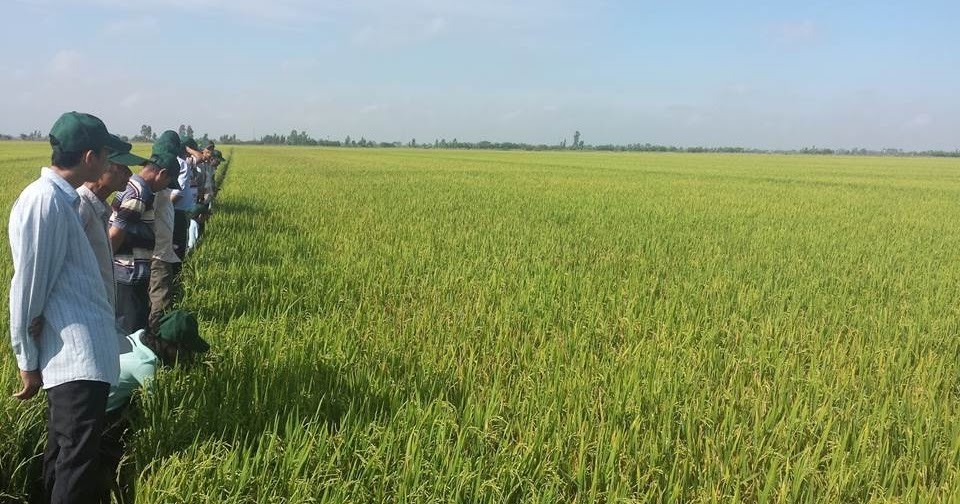 IRRI News: Vietnamese rice farmers optimize rice productivity whilst ...