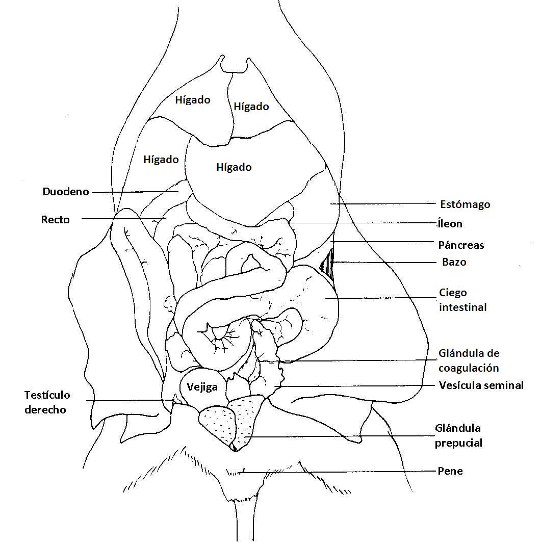 las ratas arabes : las ratas árabes y su aparato digestivo