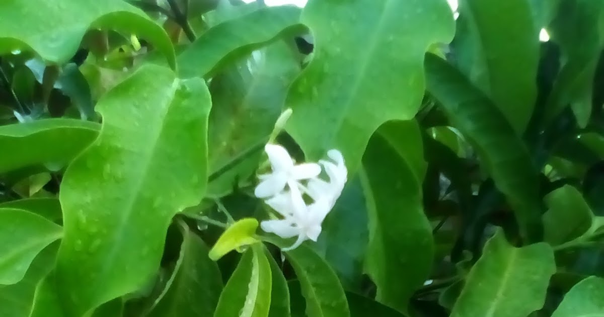 HERBAL DAN TEKNOLOGI: Manfaat Tanaman Pronojiwo