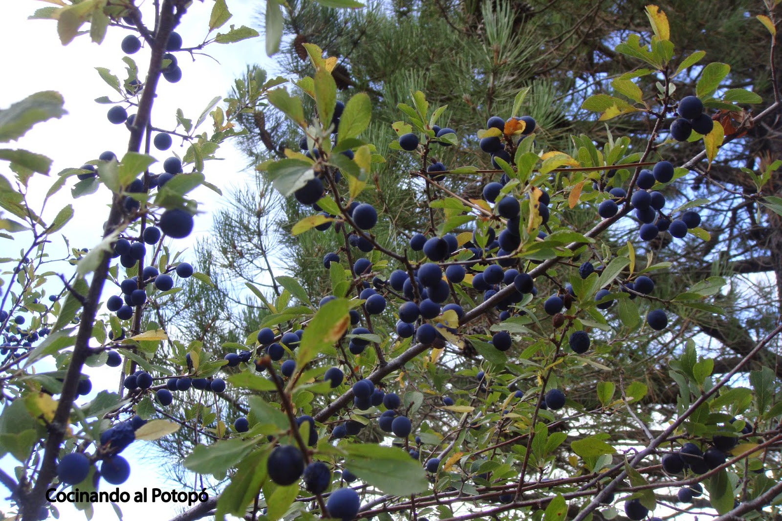 Cocinando al Potopó: EL LICOR DE LAS ENDRINAS, PACHARÁN CASERO