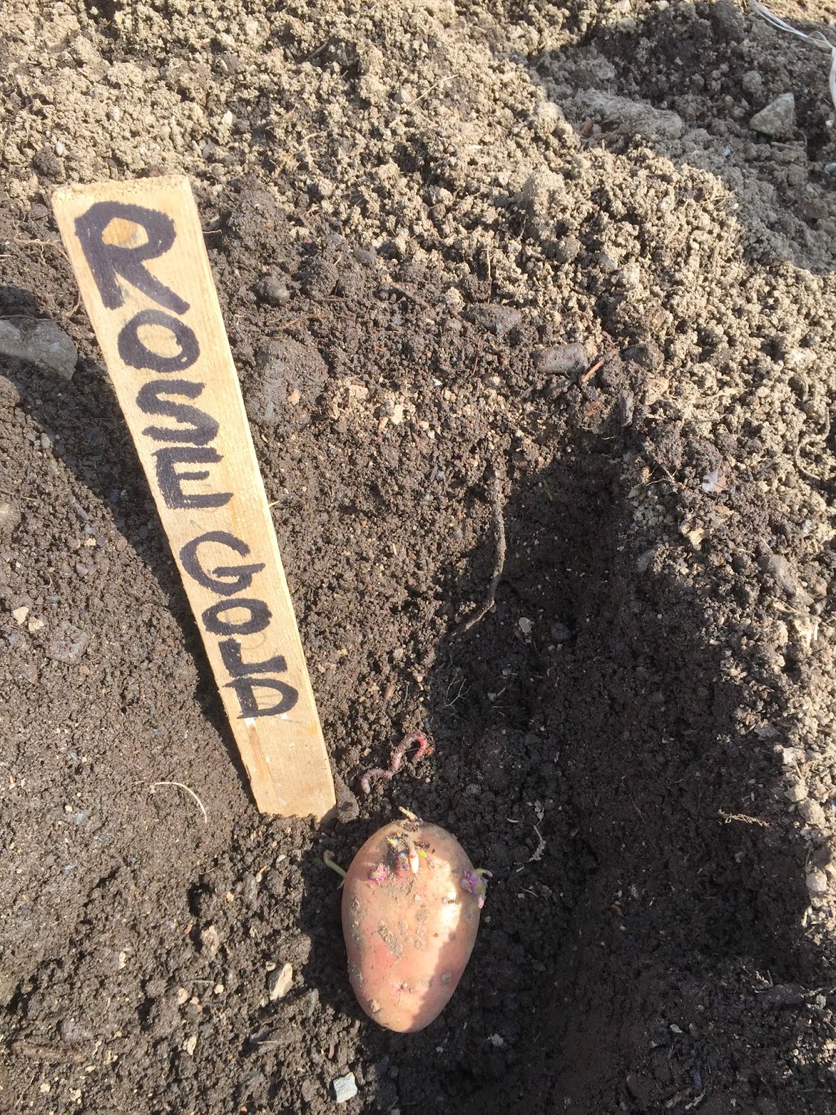 SITKAVORES: POTATOES