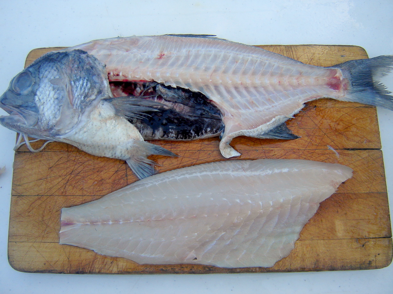 professor fish heads: ....finally, the Beardfish