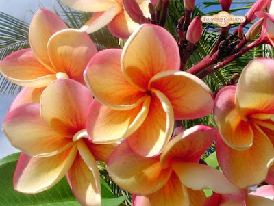 Best Flowers In The World: Flowers From Hawaii