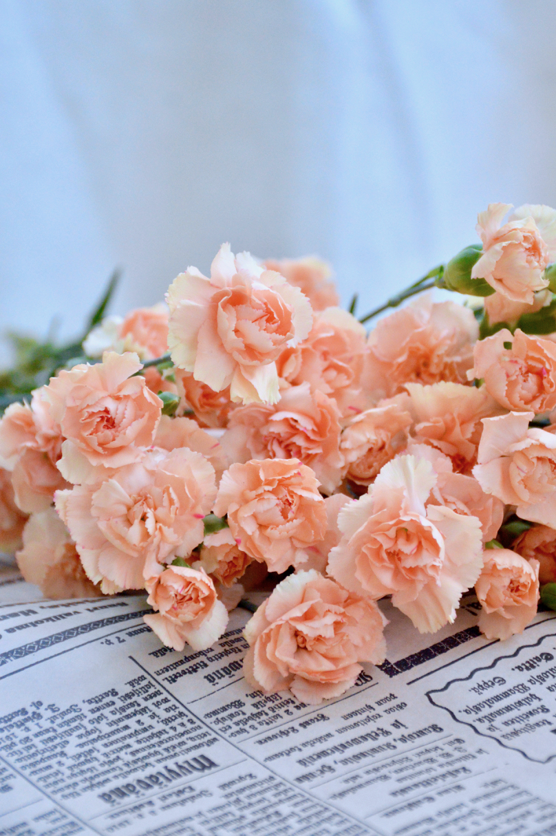 Kauniit ja kestävät neilikat | Kanelia ja kardemummaa