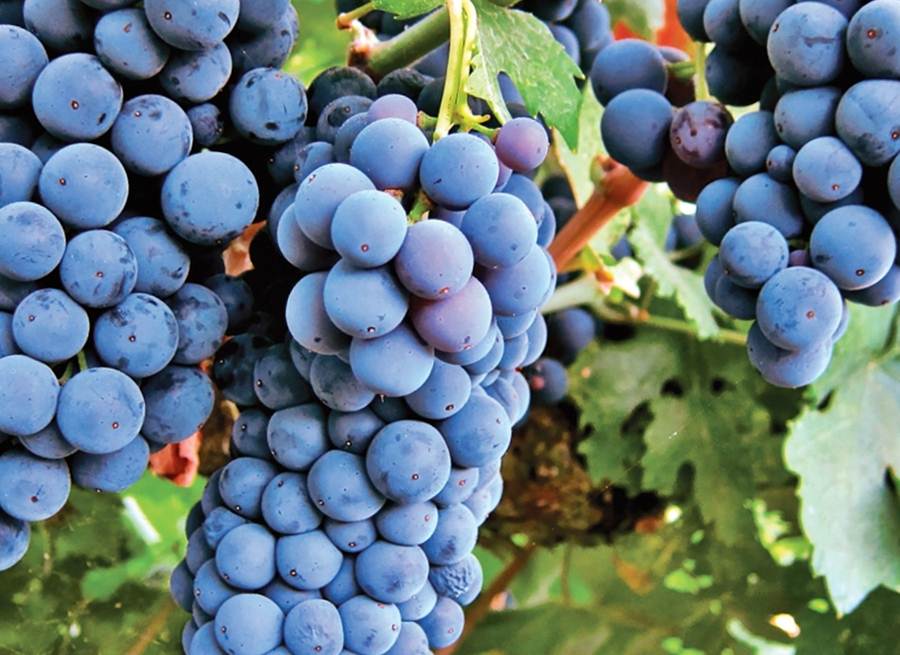 Pareri VITICULTURA BIODINAMICA noua Vedeta a Viticulturii mondiale.