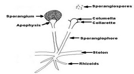 Pintar Pelajaran Fungi : Struktur Sel, Dinding Sel, Organel, Contoh ...
