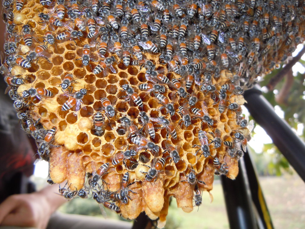 CORONA APICULTORES: APIS FLOREA