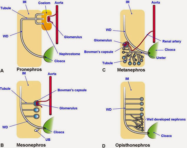 Ciencias de Joseleg: Origen embrionario de los riñones