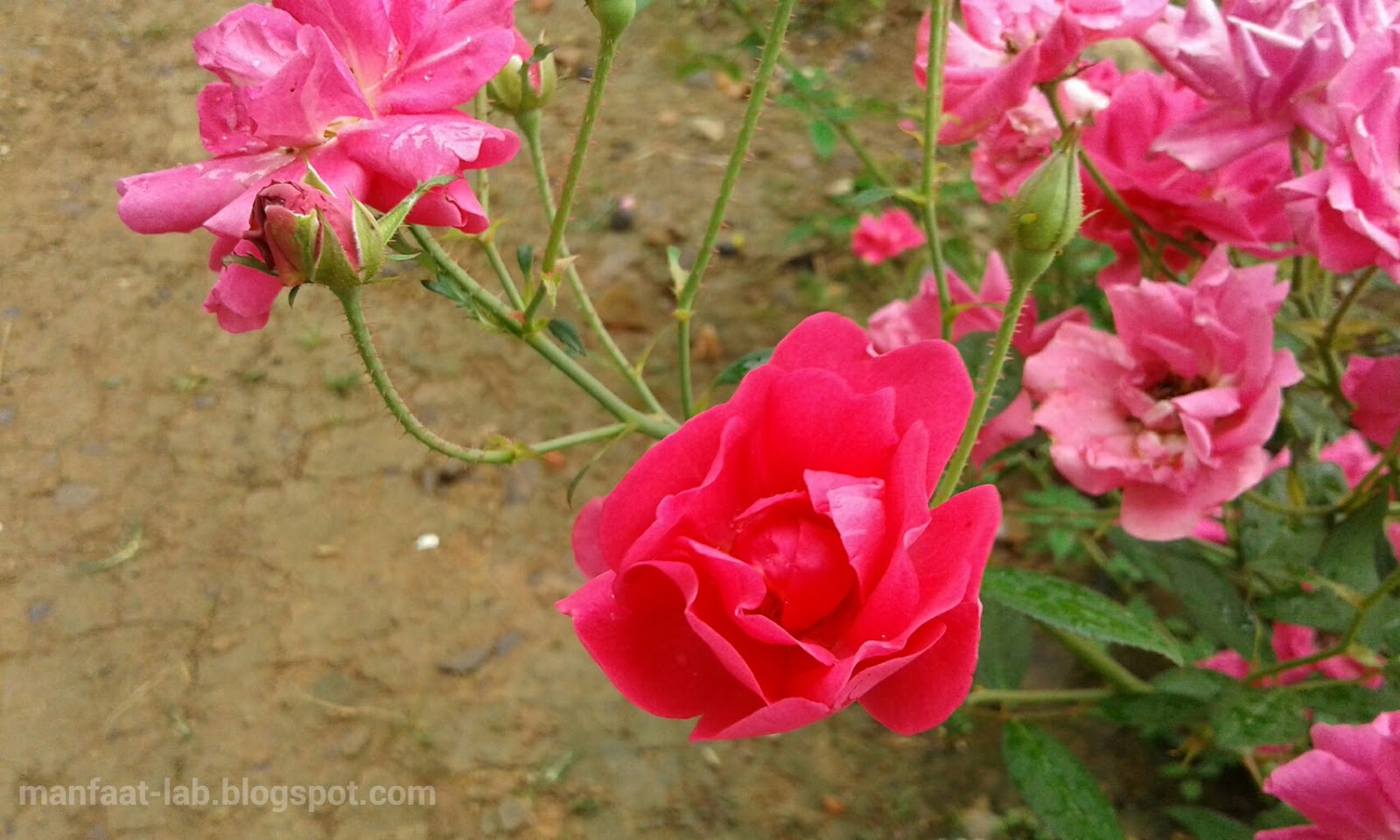 Bunga mawar pink - Manfaat-Lab