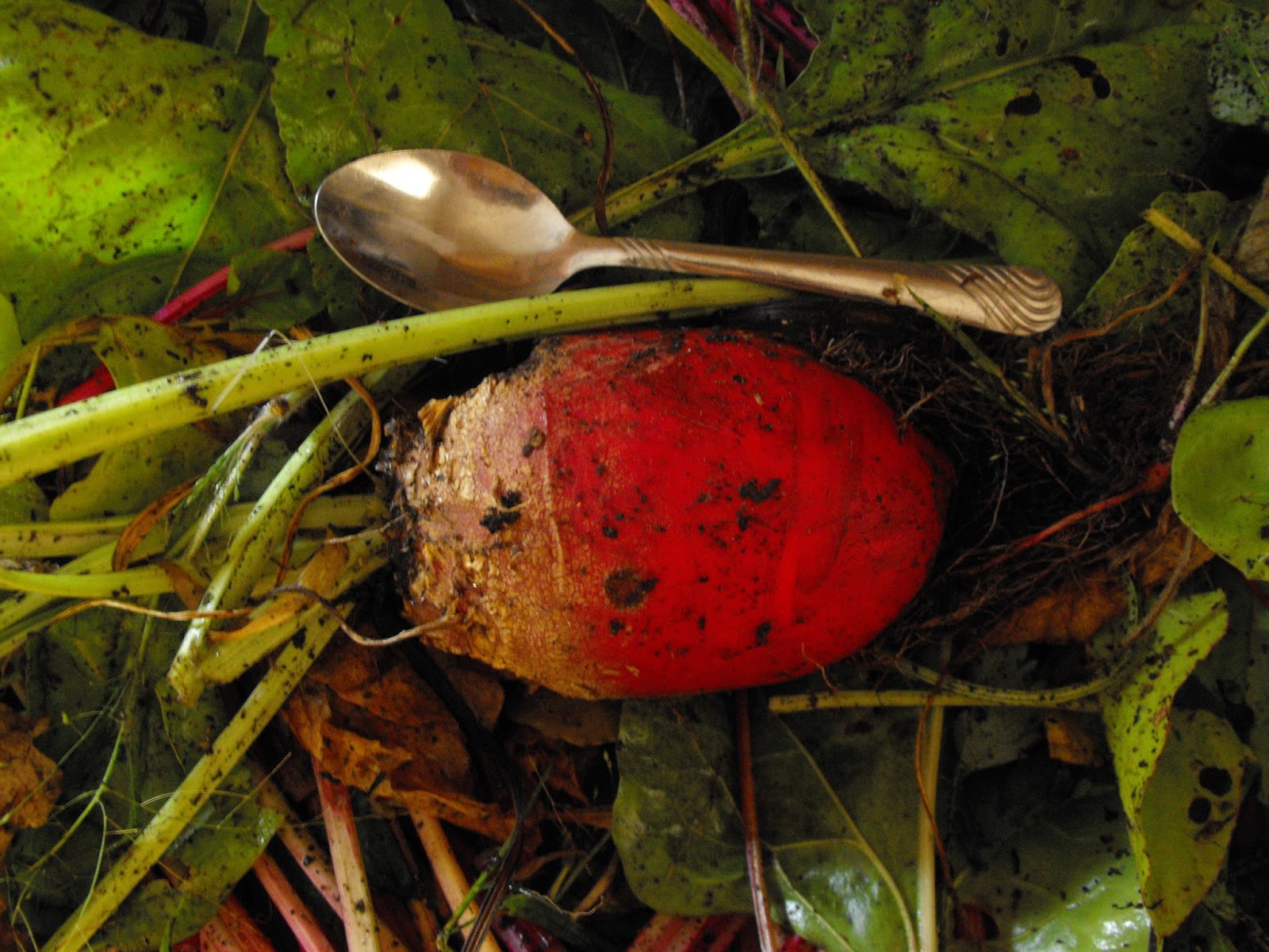 Ark Angel Creations: Giant Beets