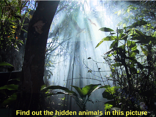 Find Hidden Animals: Kids Picture Puzzle