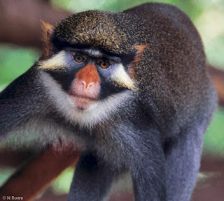 Top Five Endangered Animals In Nigeria. - Top Ten Naija