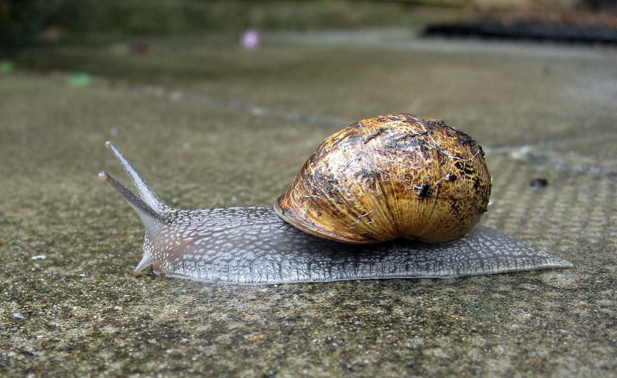 Garden Snail | Naturally