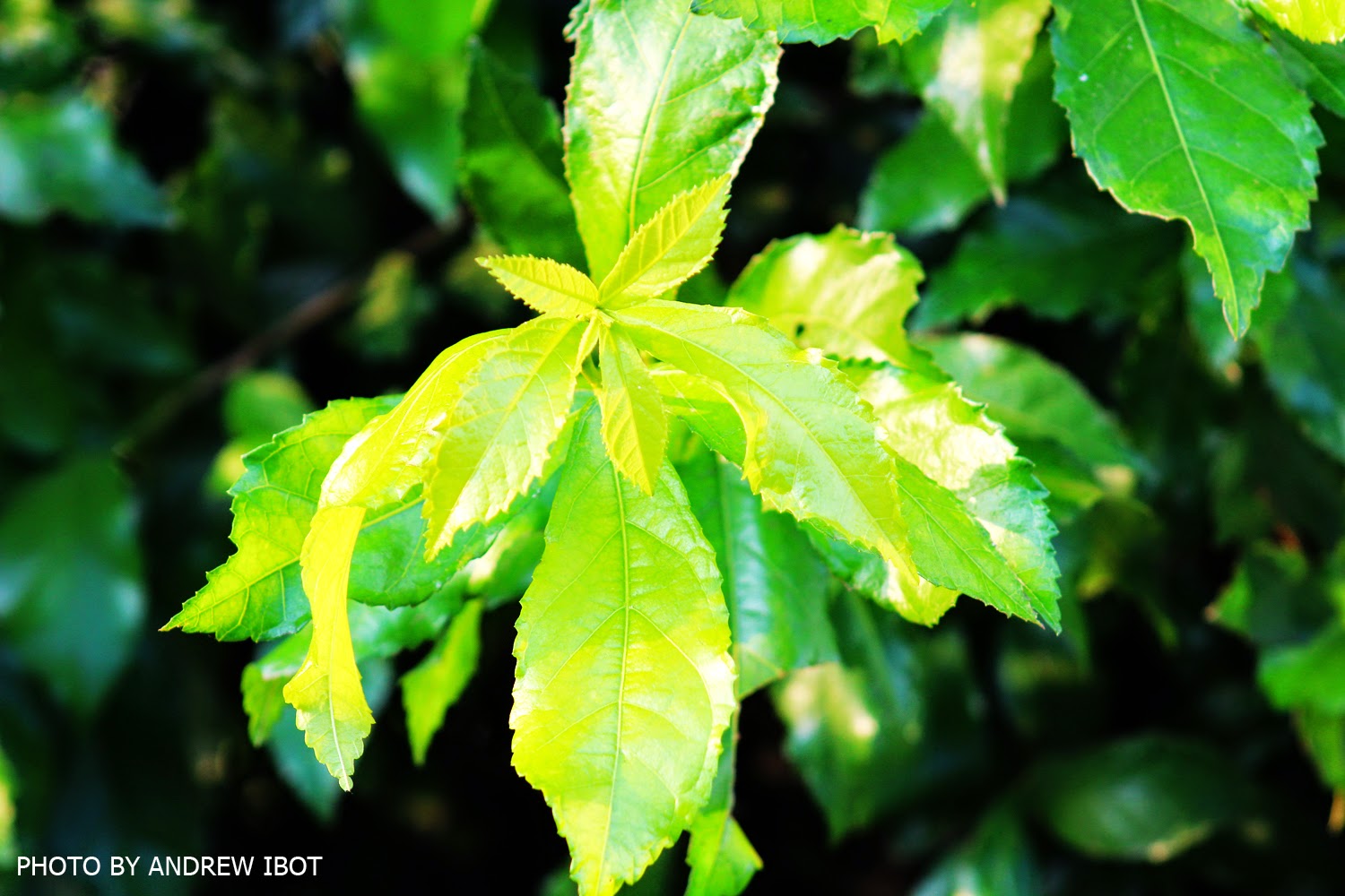 Ako si ANDREW IBOT!: Tsaang Gubat