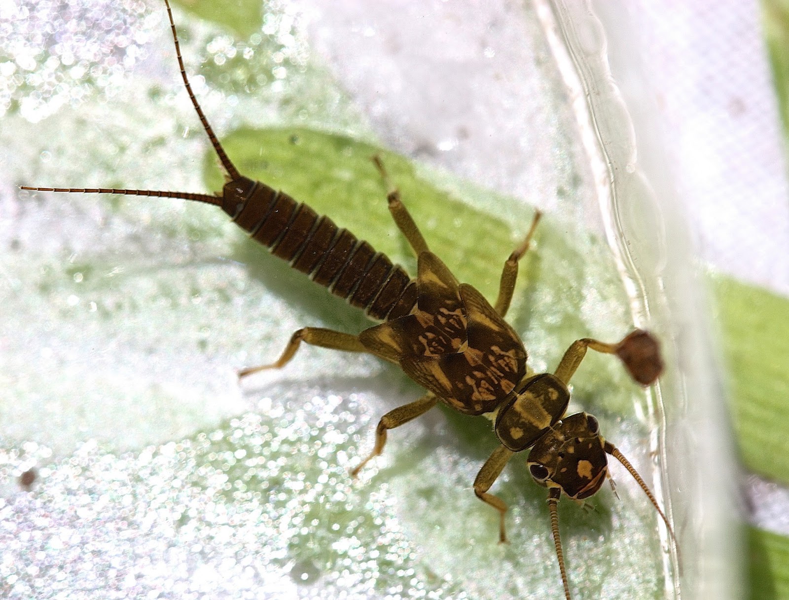 Aquatic Insects of Central Virginia: Is it a new Epeorus flatheaded ...