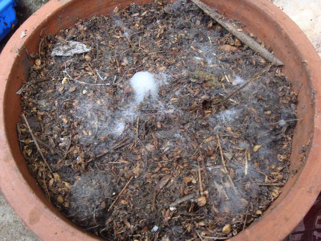 Organic micro farm and vegetable terrace garden : Homemade Compost for ...