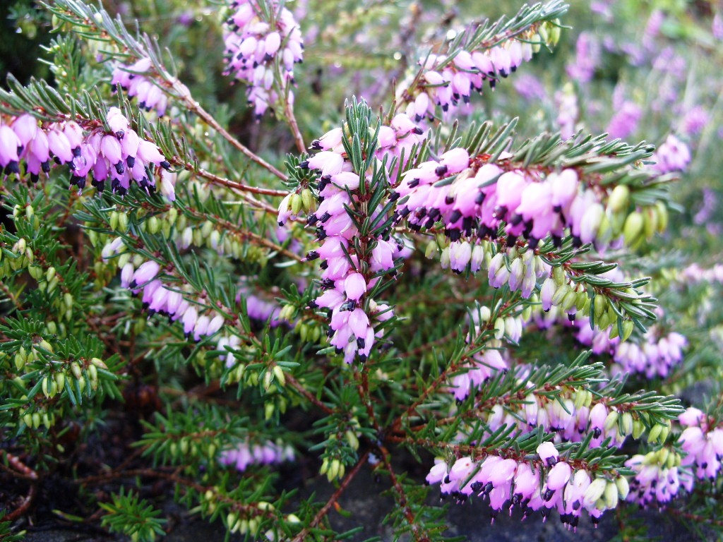 Kelli's Northern Ireland Garden: December 2011