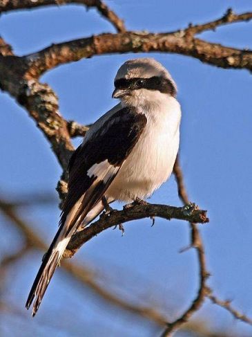 aves: alcaudon chico