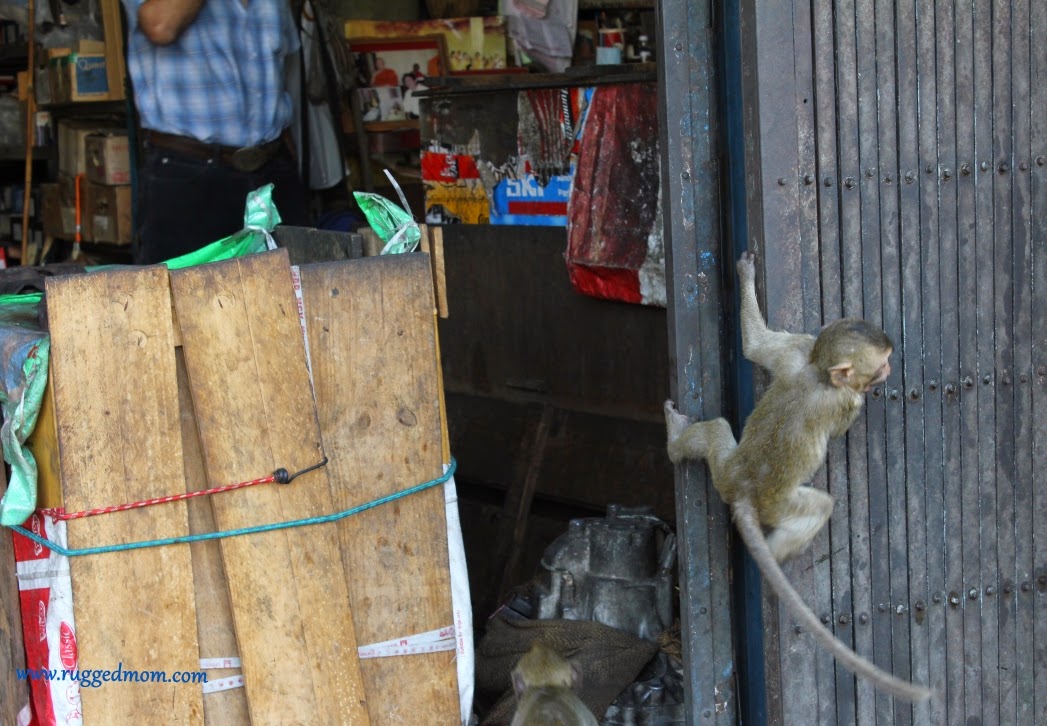 A city of monkeys...eeiii...banyaknya monyet