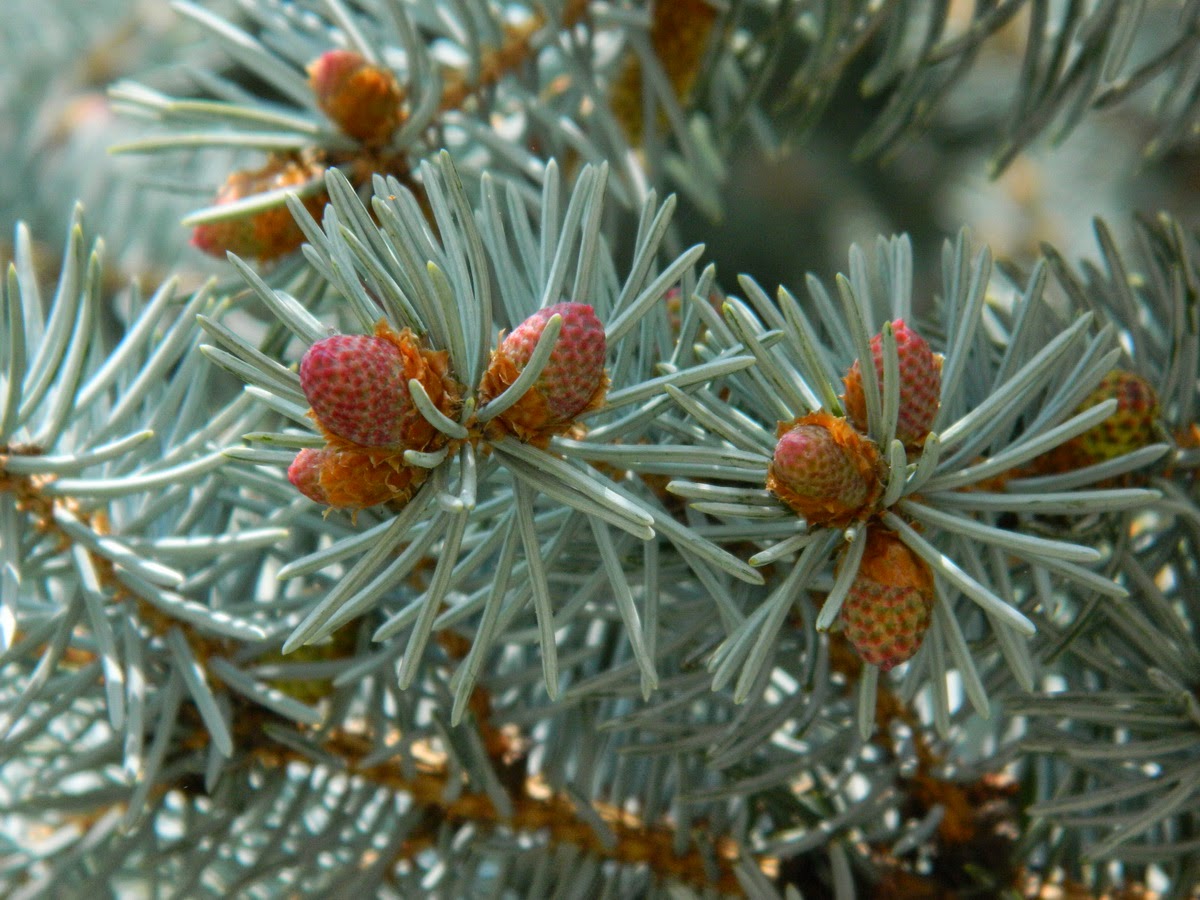 LA MULTI ANI, ROMANIA!: Muguri si mici conuri de brad argintiu