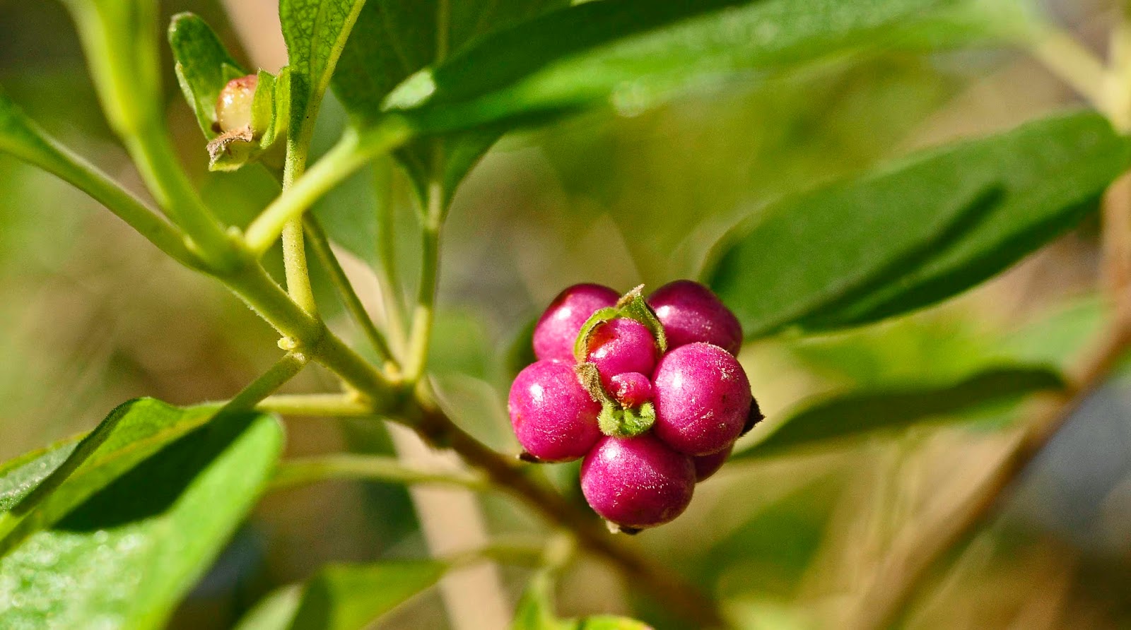 Bay-Friendly Landscaping