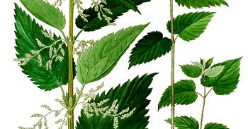 Botanic.al: Hithra. Vetitë dhe mënyrat e përdorimit.