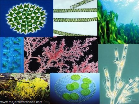Algae: Characteristics, Classification and more
