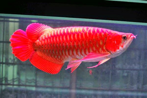 Warna Arwana - House Arowana Red