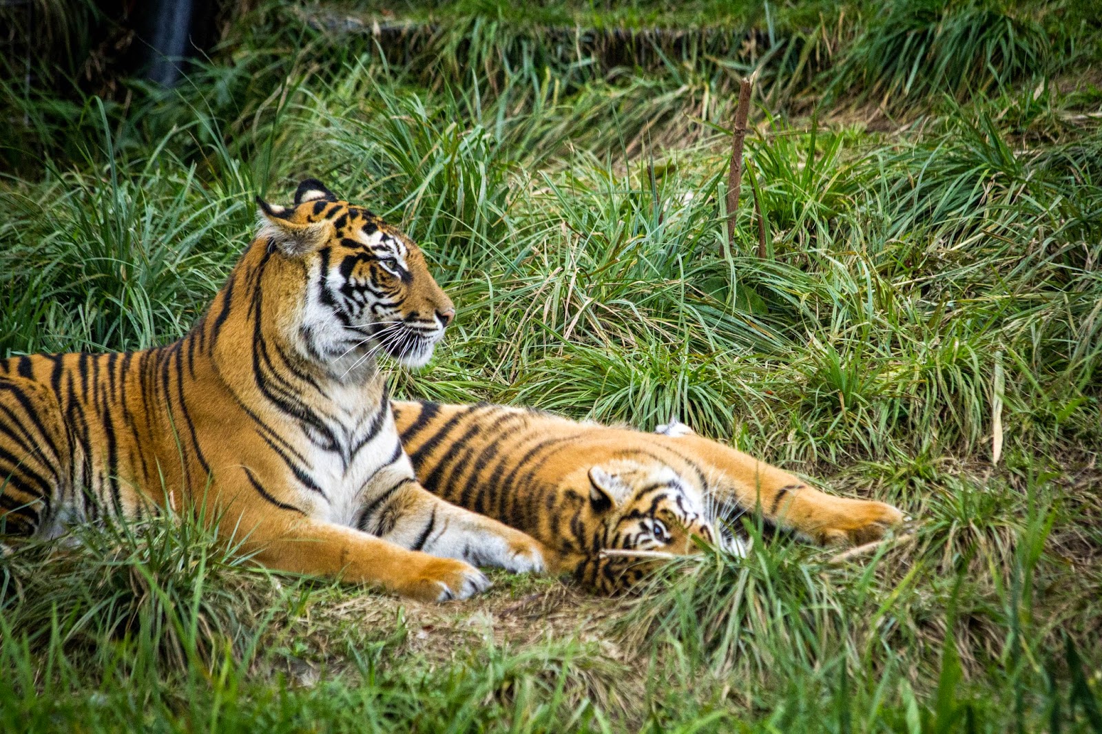 ZSL London Zoo: Tiger Territory
