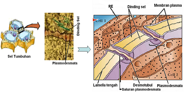 Plasmodesmata