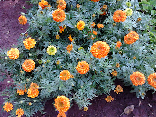 Shevanti Plant Chrysanthemums Growing and Flowering Tips Symbolism of ...