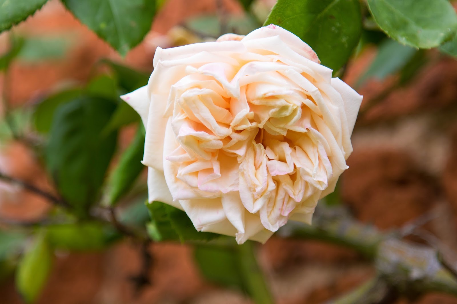 Escapes and Photography: An array of flowers and sweet smelling Roses ...