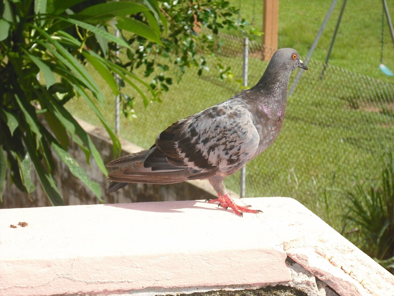 Photos and Images Marketing: Pigeons