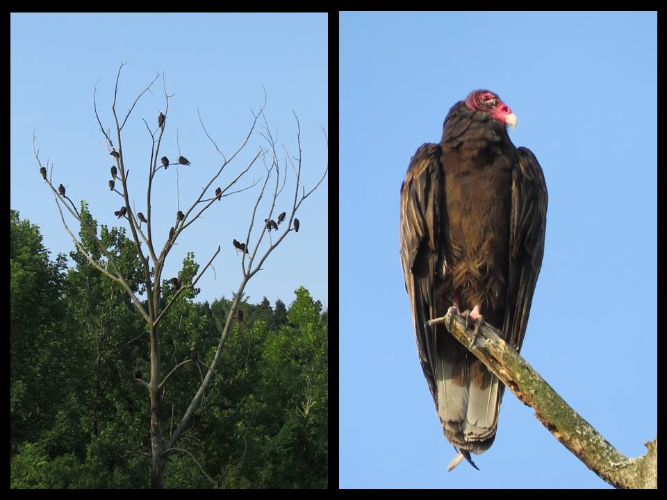 NorthernWings: Some Observations of a Turkey Vulture Roost