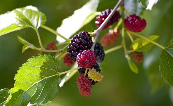 Murbei (Morus alba L.) | Mazruu'aatun Syifaa'