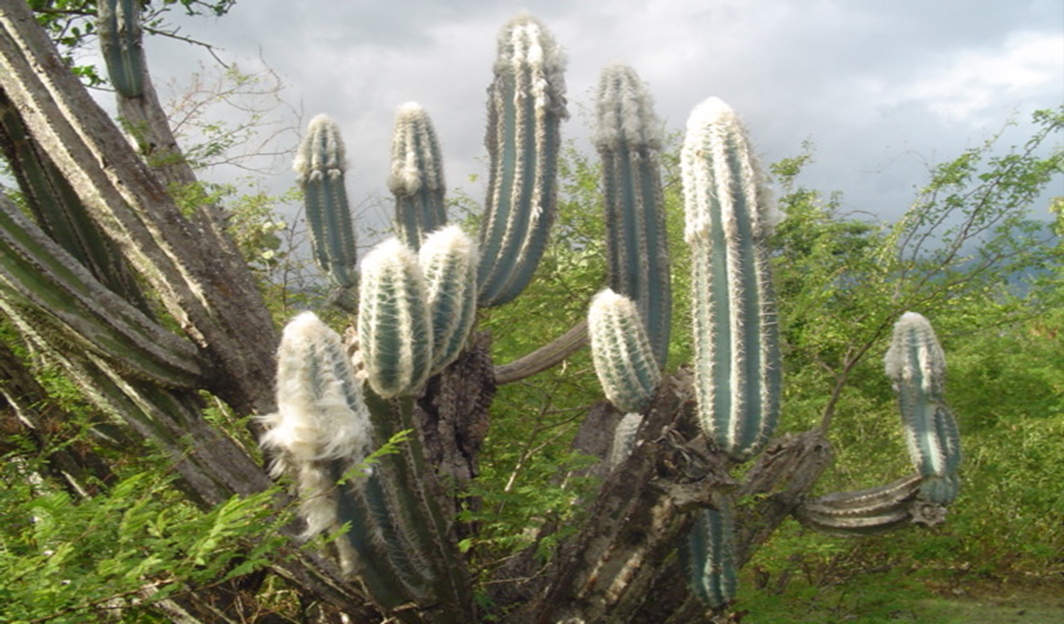 Protección a la Naturaleza: la flora de Guatemala - tareas......-