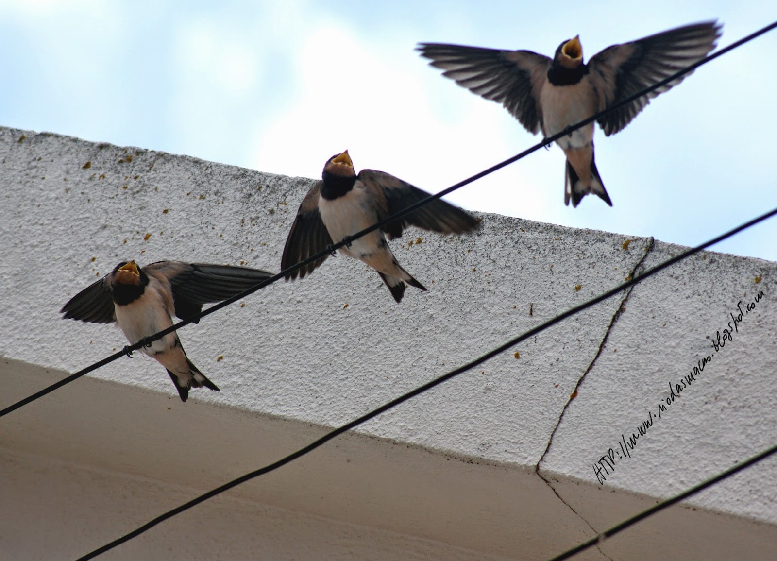 Andorinhas de Colares