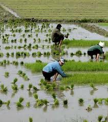World rices: The rice in North Korea