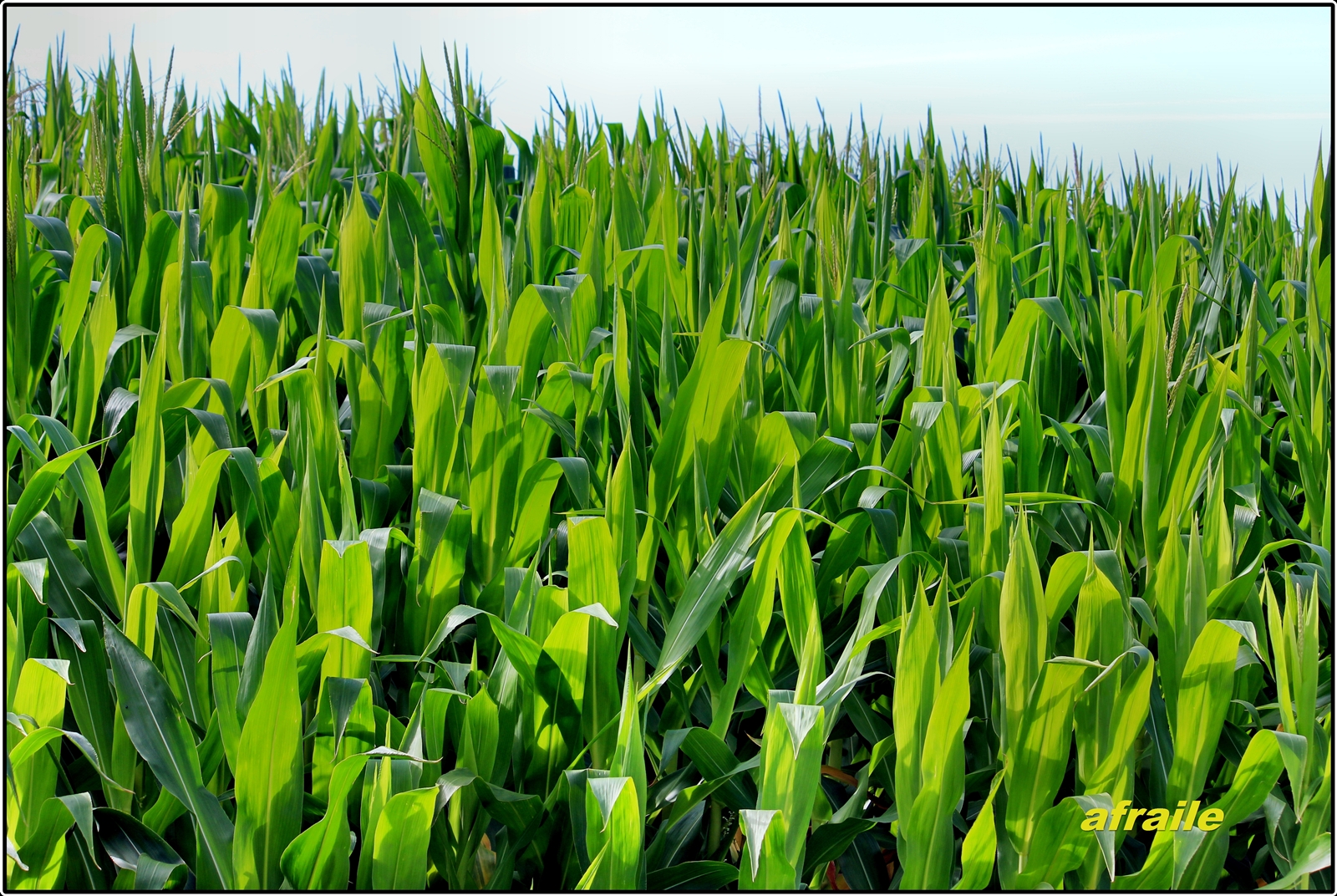 Mi Album de Fotos: Maizal.