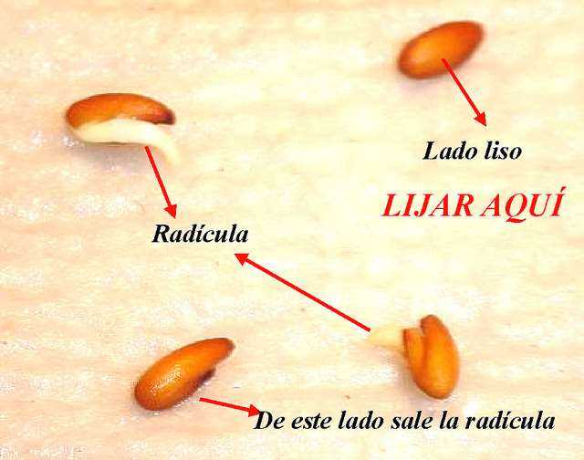 La semilla partes y clasificación