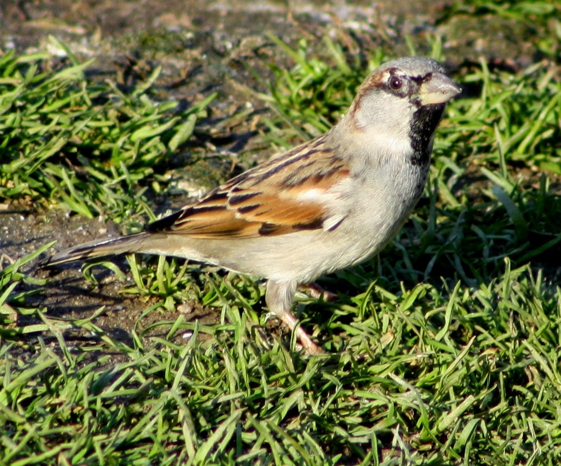 Imagens da vida animal: Pardal-comum (Passer domesticus)
