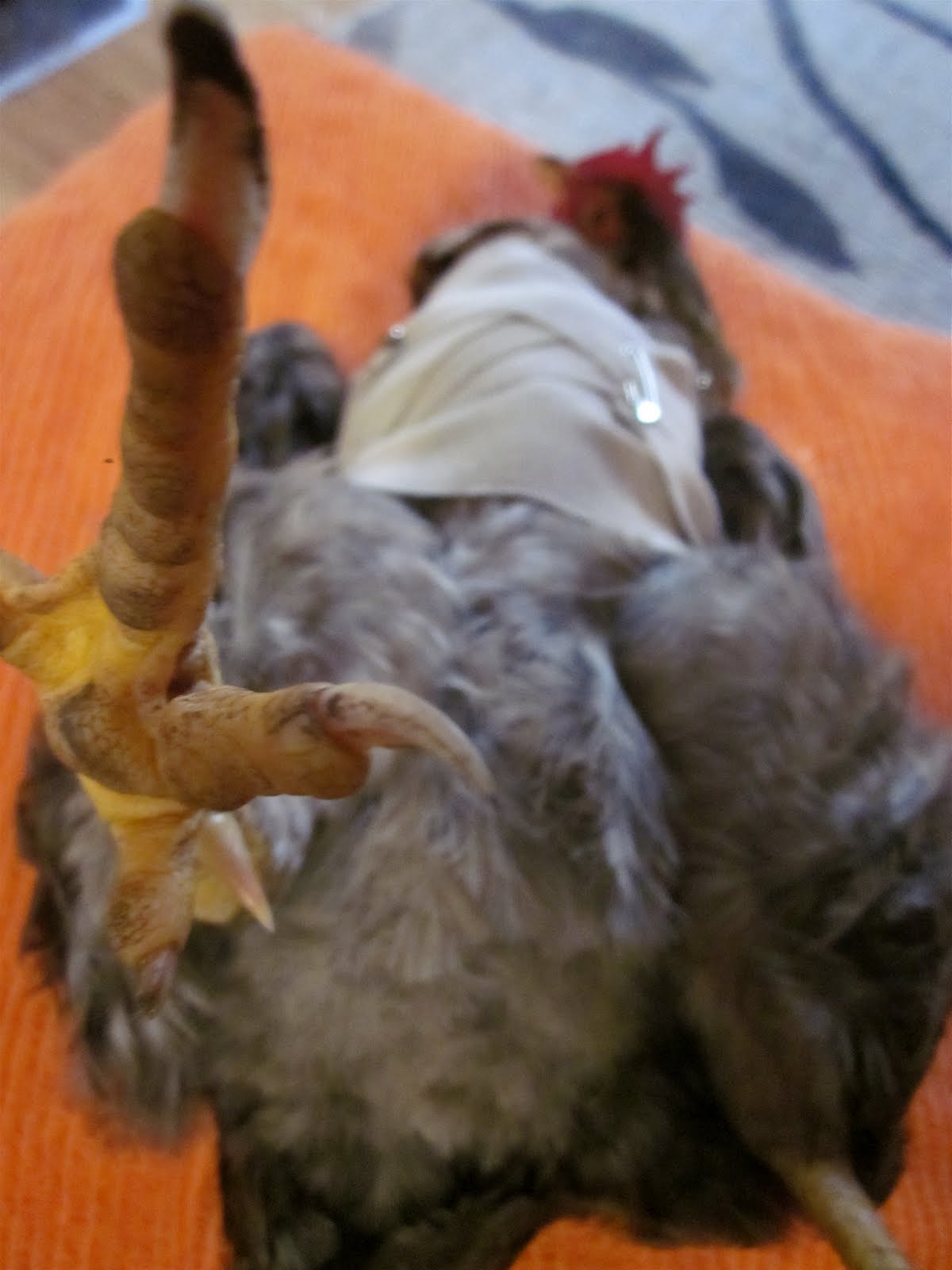 HAZEL DENE: Dressing Poultry - for beginners