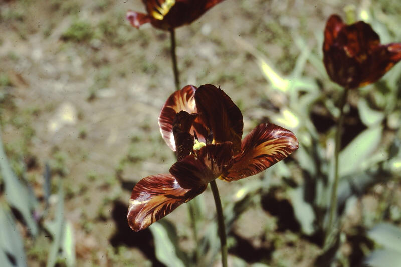 My Virtual Maryland Garden: Tulip medallion with broken tulips