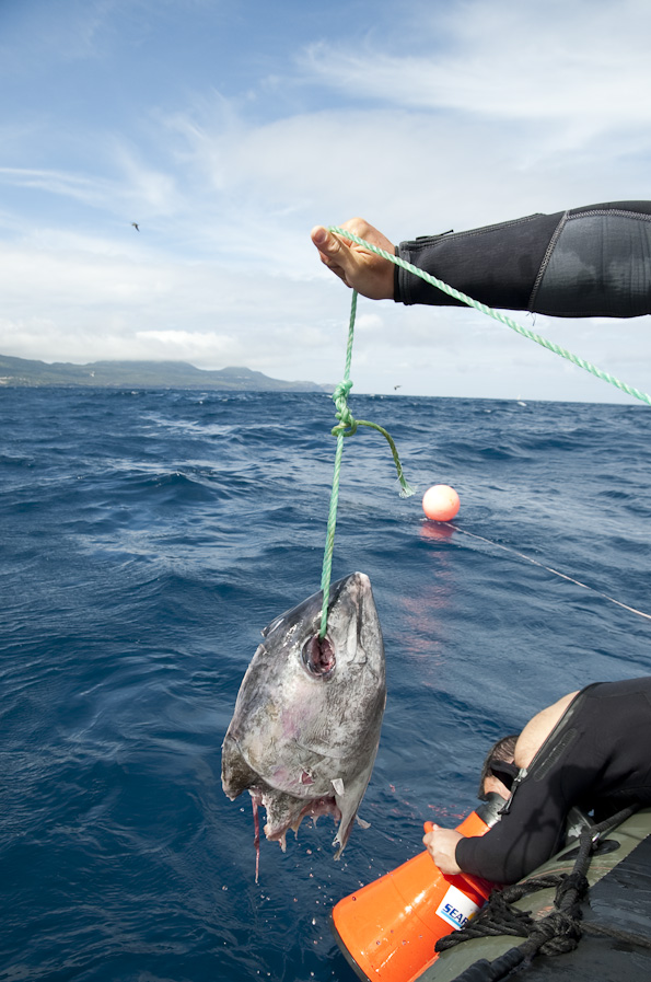 Pico Whales and Dolphins: Erich Ritter with Shark School in Pico