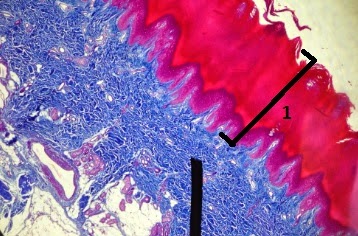 Biologia celular e tecidual: Lâminas referentes a citologia e histologia