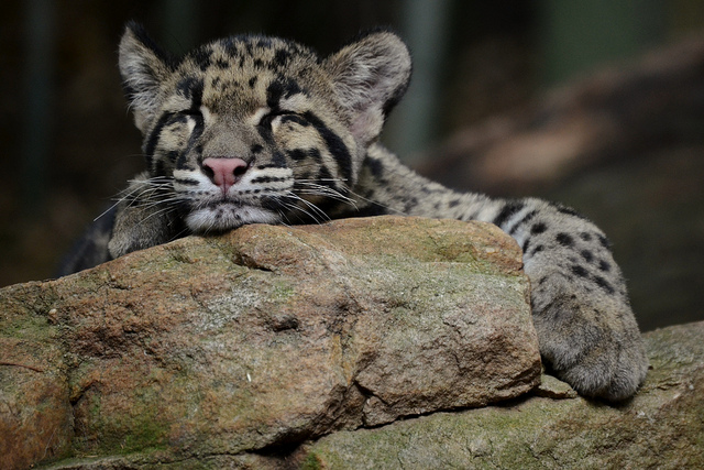 White Wolf : Clouded leopards declared extinct in Taiwan