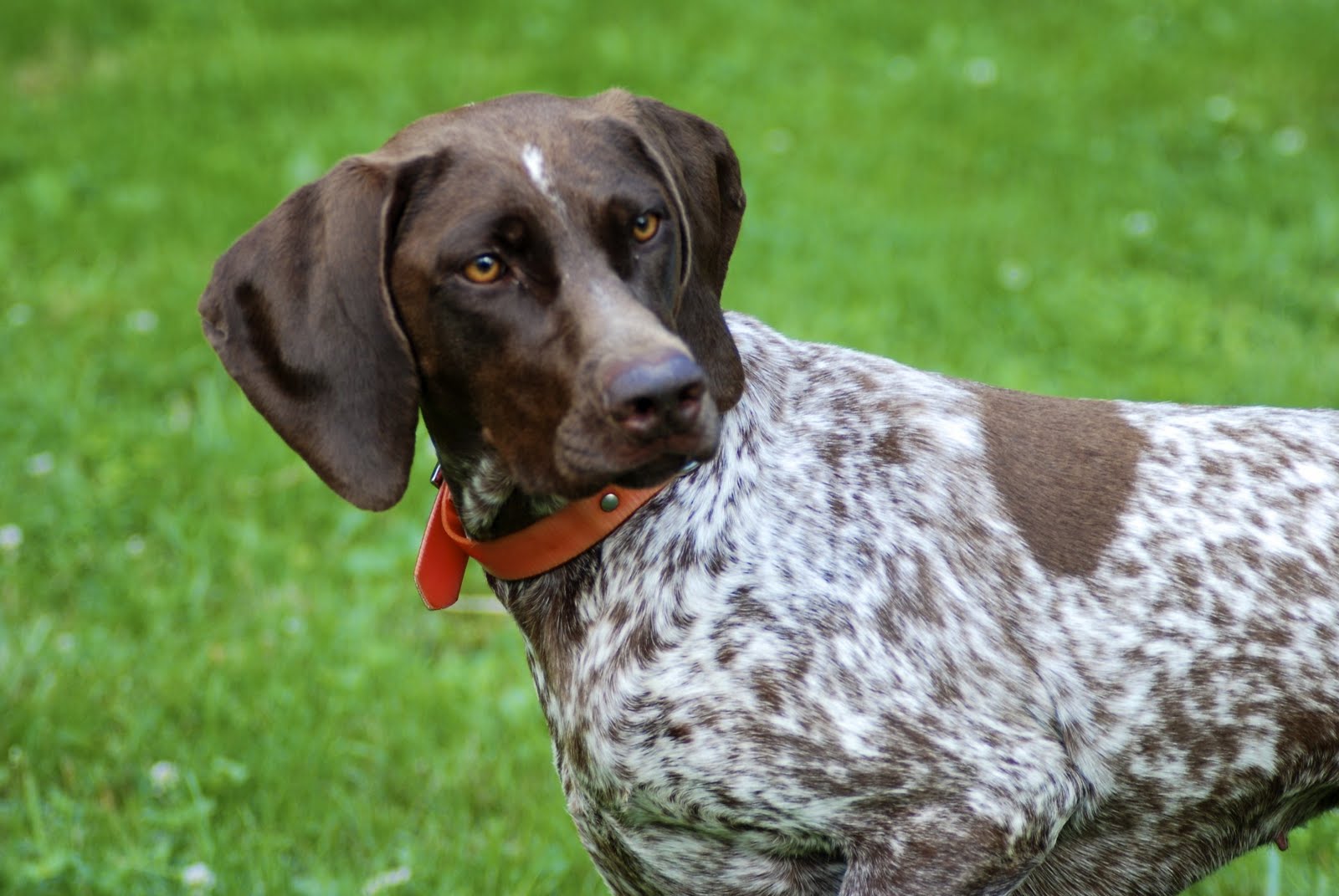 Adventures of a GSP Hunting Dog: Staying Steady