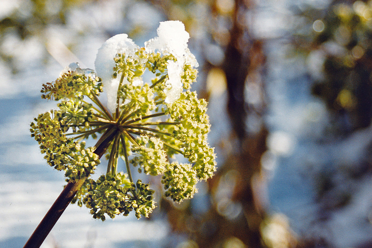 Fra Limfjordens bredder...: Kvan