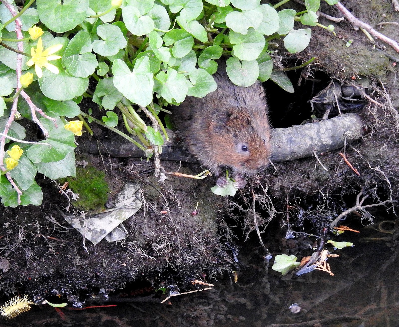 About a Brook: Burrow-based Vole